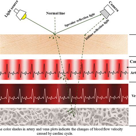 Tidal Volume Of Some Abnormal Breathing Patterns A Cheyne Stokes