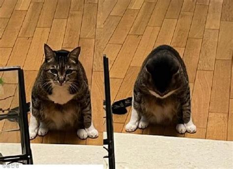 냥이 고양이 새해 새해인사 집사들 새해 복 많이 받으라냥 오늘의짤방