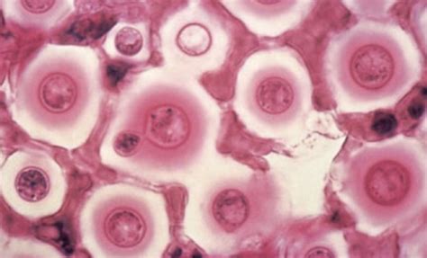 Feline Navle Flashcards Quizlet