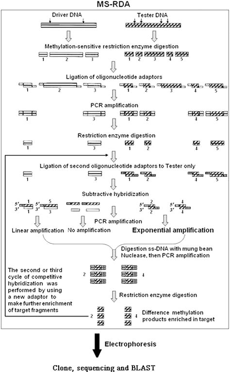 Figure 1 From Isolation And Identification Of Age Related Dna Methylation Markers For Forensic