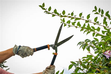 6 Commonly Used Tree Pruning Tools DreamWorks Tree Services