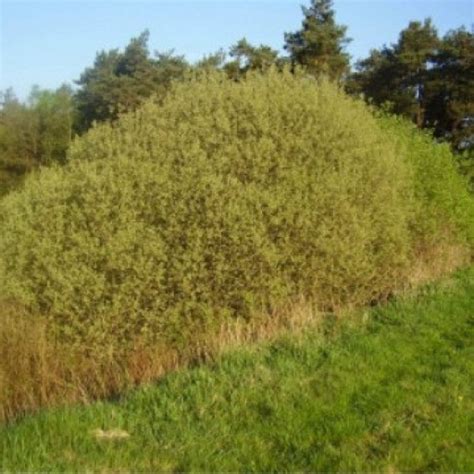 Pussy Willow Salix Cinerea Plant Care And How To Grow Water