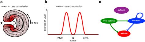Figure 4 4 From Toward Reverse Engineering Spatiotemporal Gene