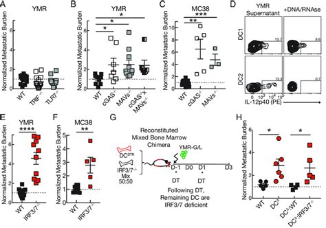 Dc Intrinsic Irf3 7 Signaling Is Required For Early Antimetastatic
