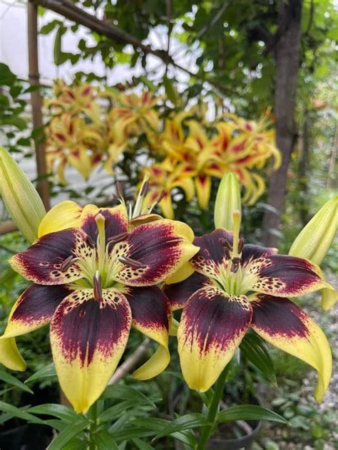 ფლორა პლიუსი ფლორა პლიუსი Added A New Photo