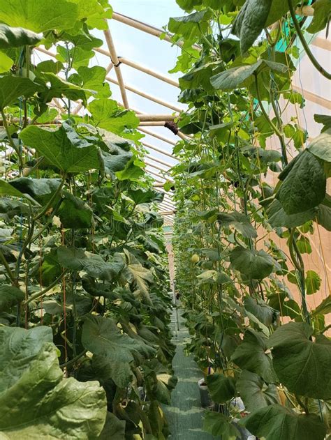 Melon Cultivation With An Arranged Hydroponic System Looks Beautiful