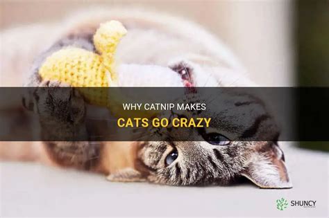 why catnip makes cats go crazy shuncy