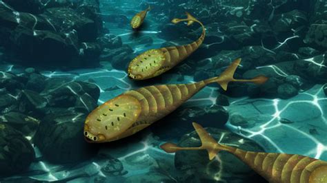 Sacabambaspis Illustration Okinawa Institute Of Science And