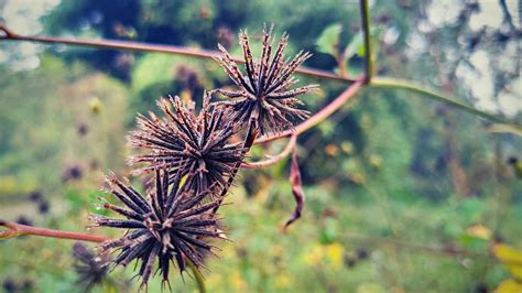 9 Common Weeds With Burrs Natures Hitchhikers September 2023 Just