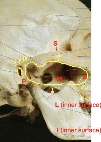 Anatomy Ii Exam 4 Infratemporal Fossa And Pterygopalatine Fossa Flashcards Quizlet