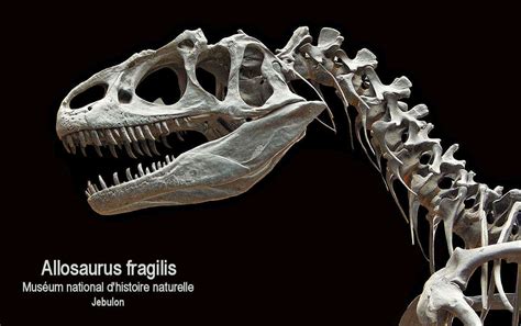 Allosaurus Fossil