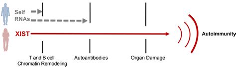 Xist Ribonucleoproteins Promote Female Sex Biased Autoimmunity ACR Meeting Abstracts
