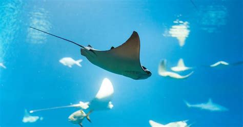 Тип Хордові Надклас Риби Тест на 20 запитань Біологія