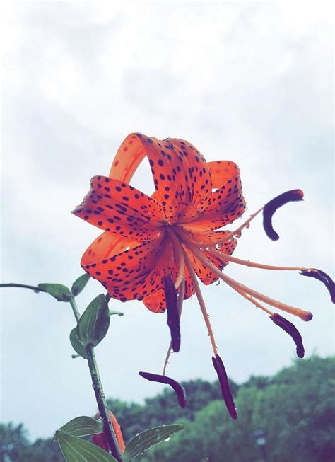 Tiger Lilly Photograph By Shelby Simmons Fine Art America