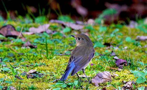 ルリビタキの雌ルリビタキ雄の幼鳥 ぶらり自然散歩