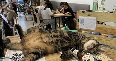 No Catnip Album On Imgur