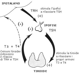 Metanefrine Plasmatiche