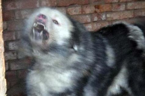 藏獒之王——鬼獒！鬼獒的破壞力要比藏獒強太多 每日頭條