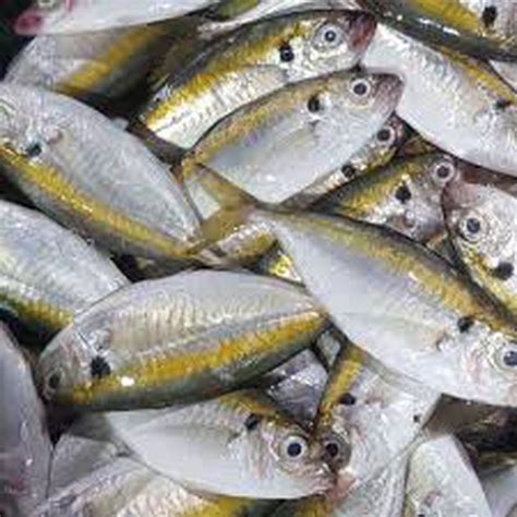 Ikan Selar Kuning