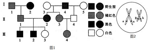 相同基因图片基因图片相同图片第12页大山谷图库