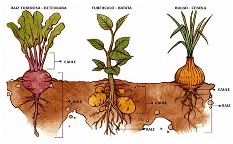 Diagrama De Tuberculos