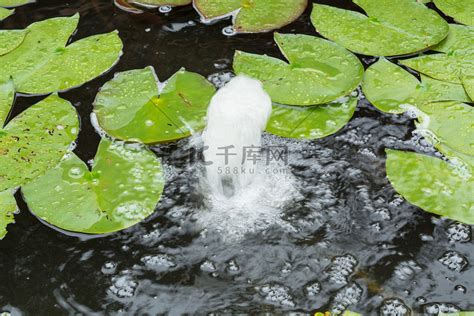 天然池塘带睡莲叶的花园池塘和喷泉高清摄影大图 千库网