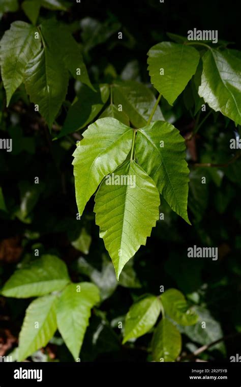 Poison Ivy Toxicodendron Radicans Growing In The Woods In Virginia