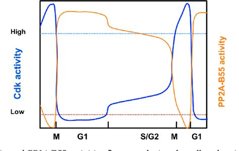 Figure 4 From Greatwall Endosulfine A Molecular Switch That Regulates
