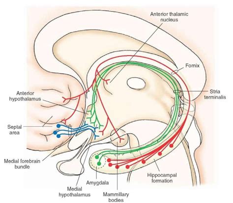 Hypothalamus Anatomy Functions Problems Summary And Facts