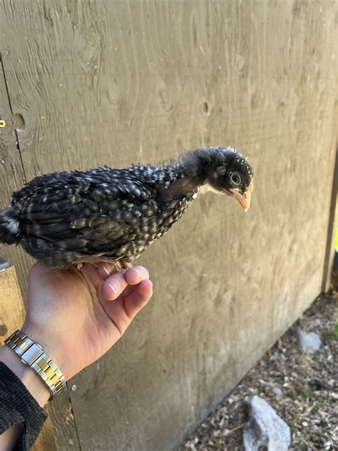 Wry Neck In A Chick Backyard Chickens Learn How To Raise Chickens