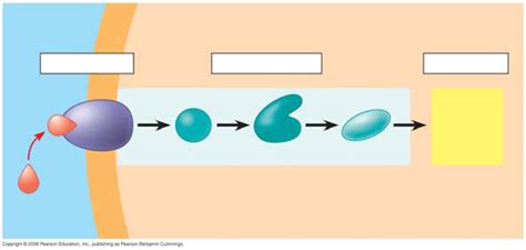 Ap Biology Chapter 11 Signal Transduction Pathway Diagram Diagram Quizlet