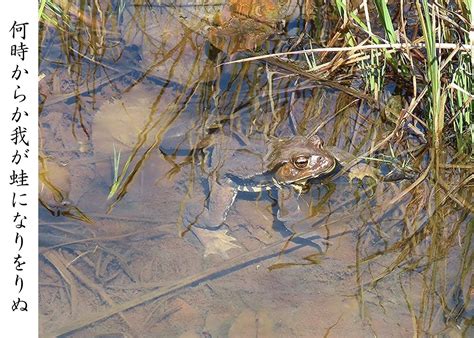 蛙 田舎暮しの日々雑句
