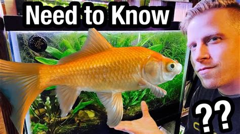 Comet Goldfish Fish Species Profile 47 Off