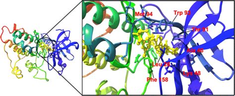 3d Structure Of Src Dfg Out Inactive Conformation Showing The Binding