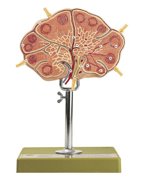 Lymph Node