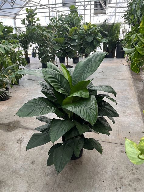 10″ Spath Sensation The Kc Plant Factory