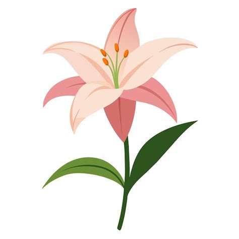 Premium Vector Vector A Lily With Green Leaves With Flat Illustration