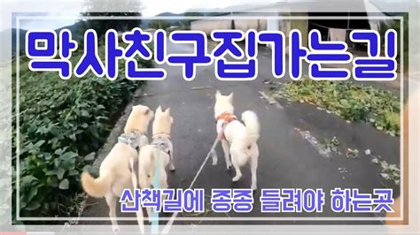 산책중 외로운 아이가 있는 집에 가다 Youtube