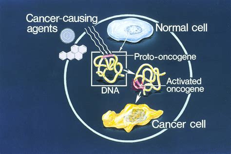 Proto Oncogenes Examples And Their Role In Cancer