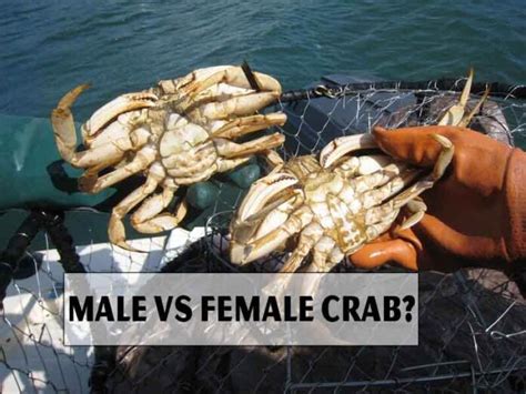 Male Vs Female Crab 5 Differences Ouachitaadventures Com