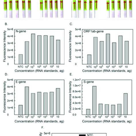 Sensitivity Of Rt Lamp Assay Amplification Curves For In Vitro