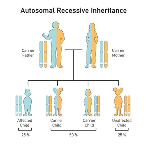 Autosomal Recessive Inheritance Autosomal Recessive Uf Health