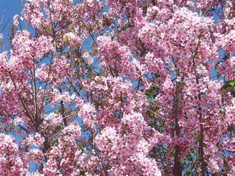 сакура Пикабу