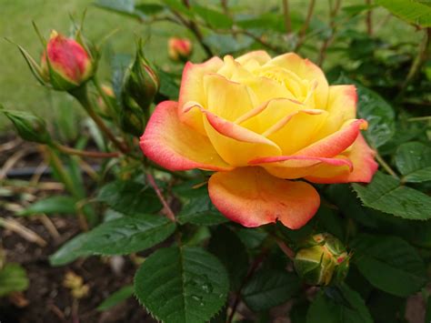 Sudo Syslog Ng Two Software At Two Conferences Blog Syslog Ng