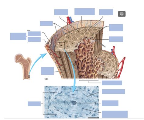 Bone Structure Diagram Quizlet