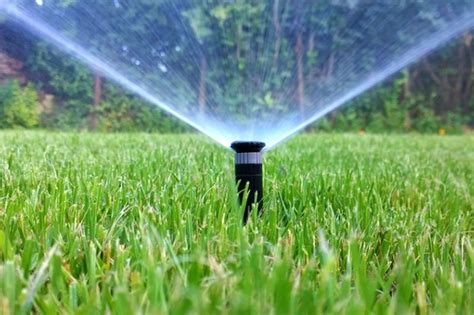 Професионално озеленяване в София