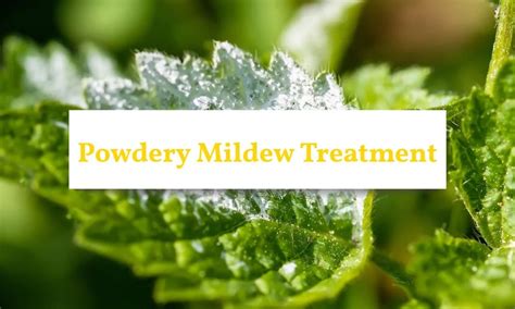 Powdery Mildew Treatment Cause And Prevention