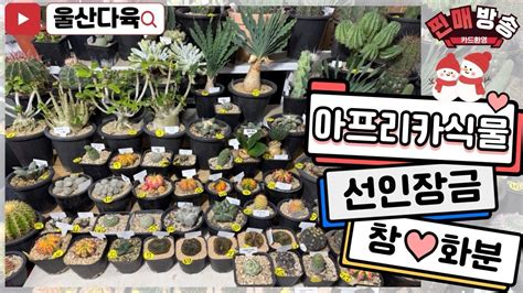 전달 제목없음 11월 28일 목요일 오전 7시~오후 1시 라이브 방송 진행합니다💗 울산다육 다육이 화분 라이브방송