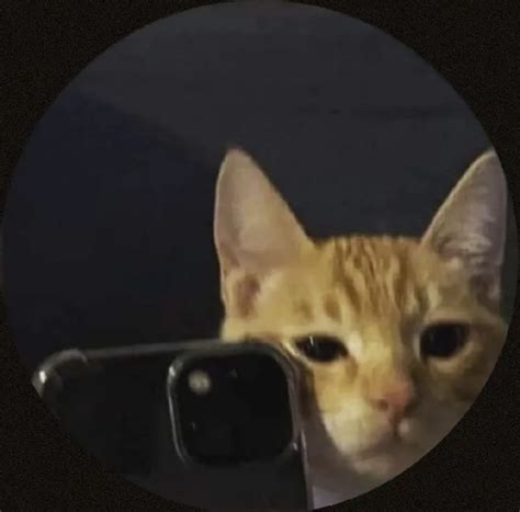 Cat Pfp Cartoon Profile Pictures Insta Profile Pic Creative