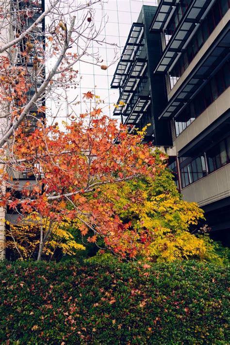 Beautiful Campus Landscape Of University Of California San Diego Ucs Stock Image Image Of